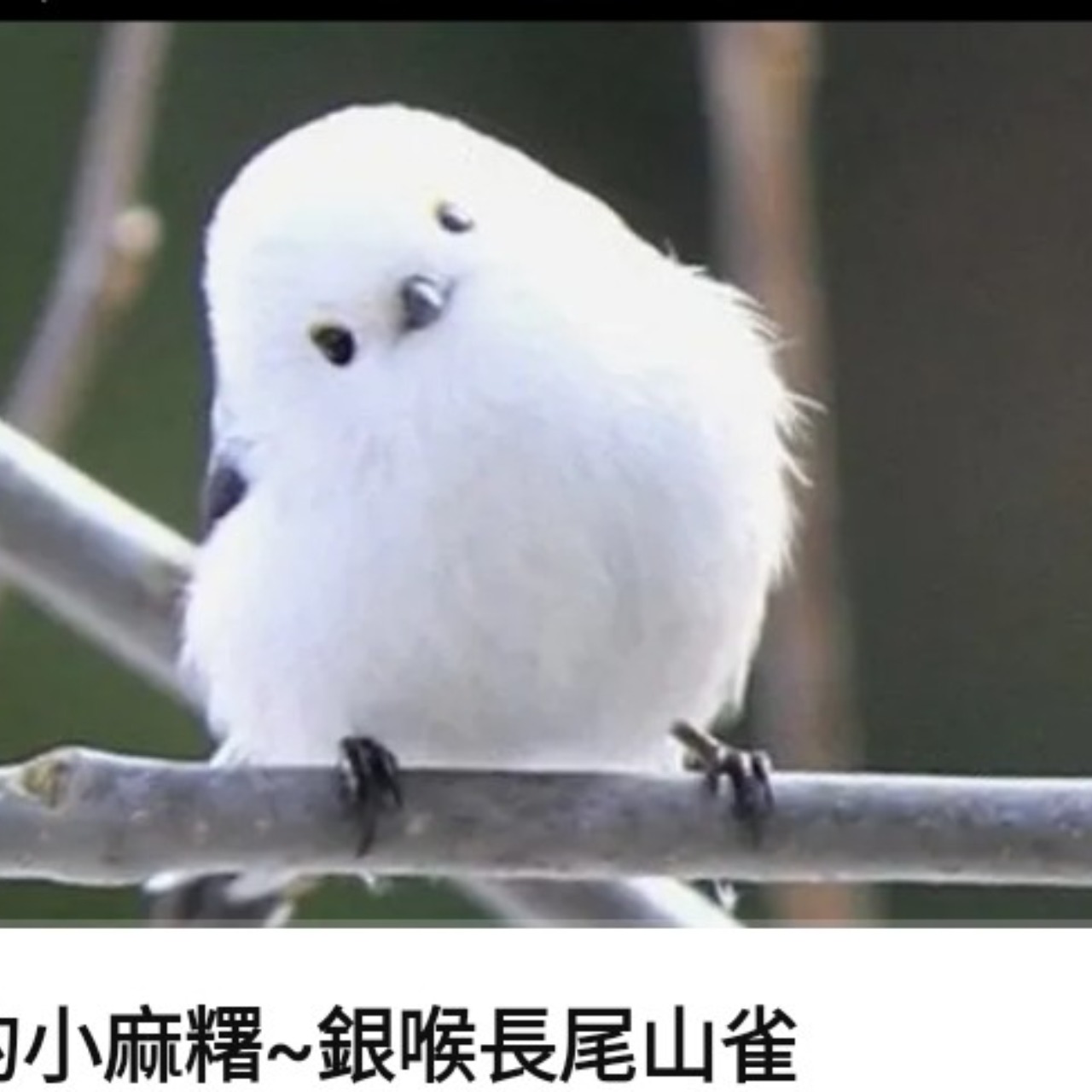 長尾山雀真可愛，本尊影片中現形 | 4Gamers